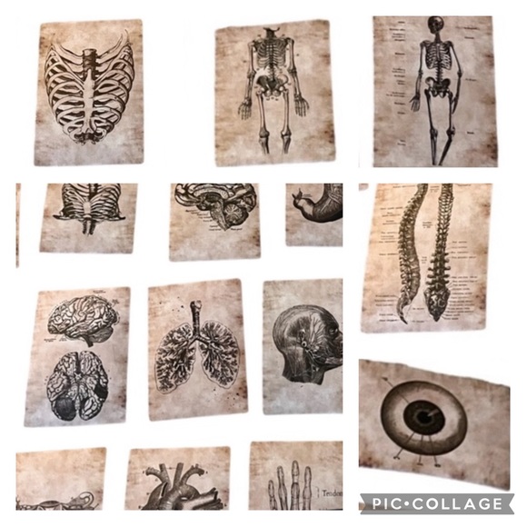 Design | Anatomy Human Body Skeleton Stickers | Poshmark